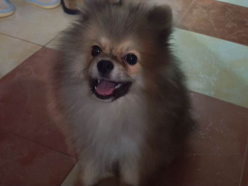 Померанский шпиц