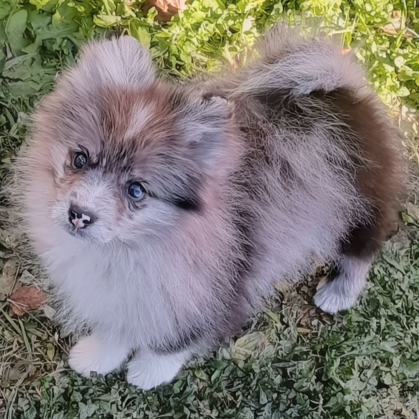 Померанский шпиц, щенок