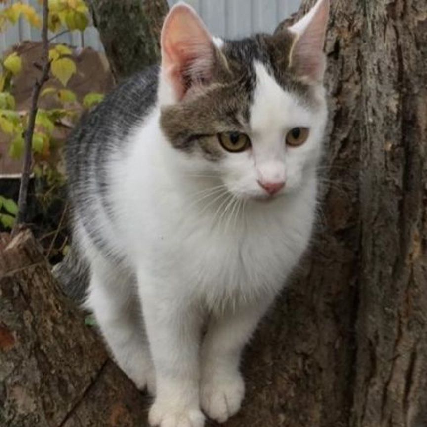 Котенок в добрые руки мальчик