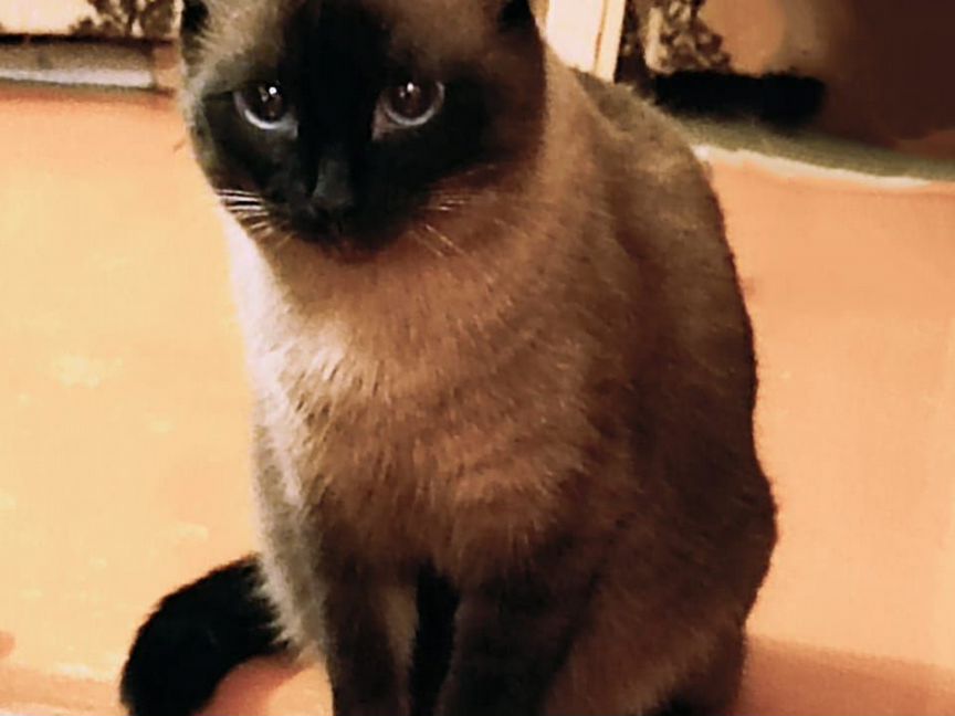 Кошка Люся в добрые руки