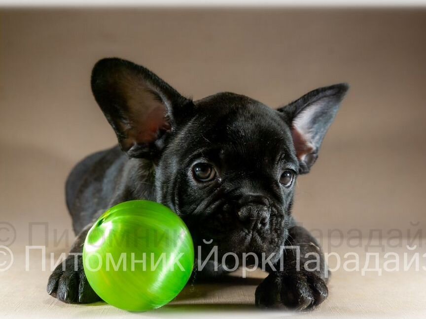 Красивый мальчик френчик