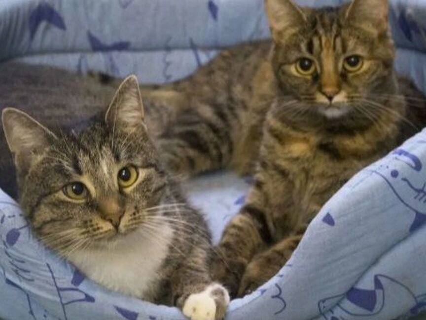 Кошечки из приюта давно ищут дом