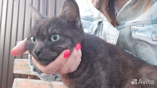 Кошечка