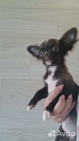 Чихуахуа девочка длиношерстная супер Мини