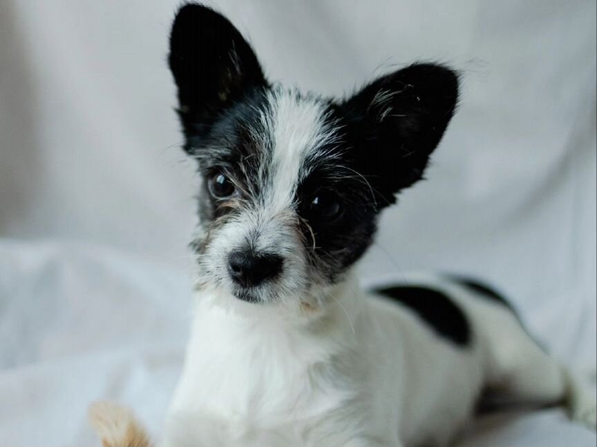 Метис маленьких пород