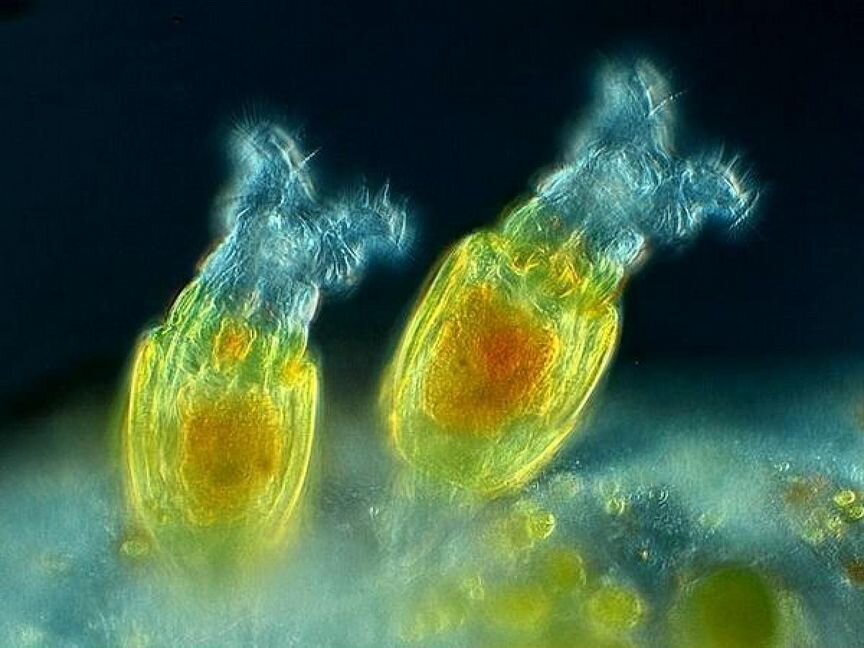 Солоноводная коловратка(Brachionus plicatilis)