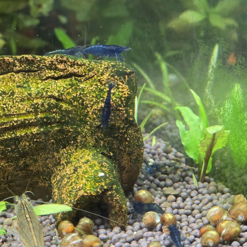 Креветки блю дрим (blue dream)