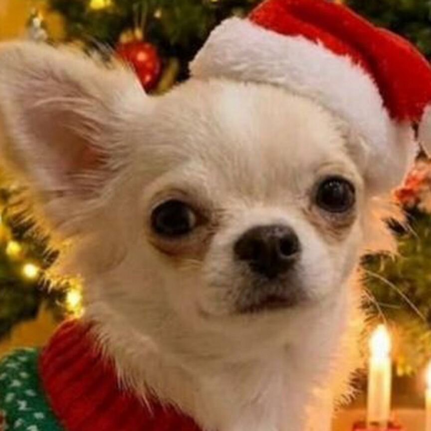 Чихуахуа, щенок