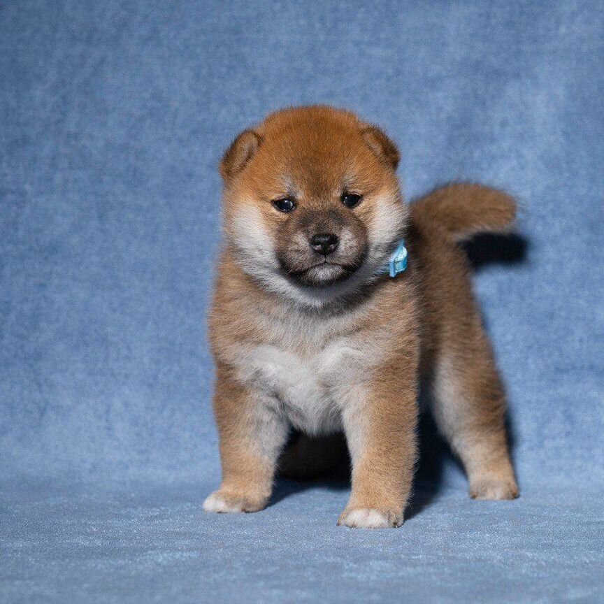 Сиба ину щенок мальчик