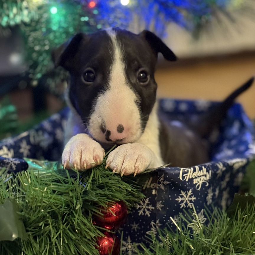 Бультерьер, щенок