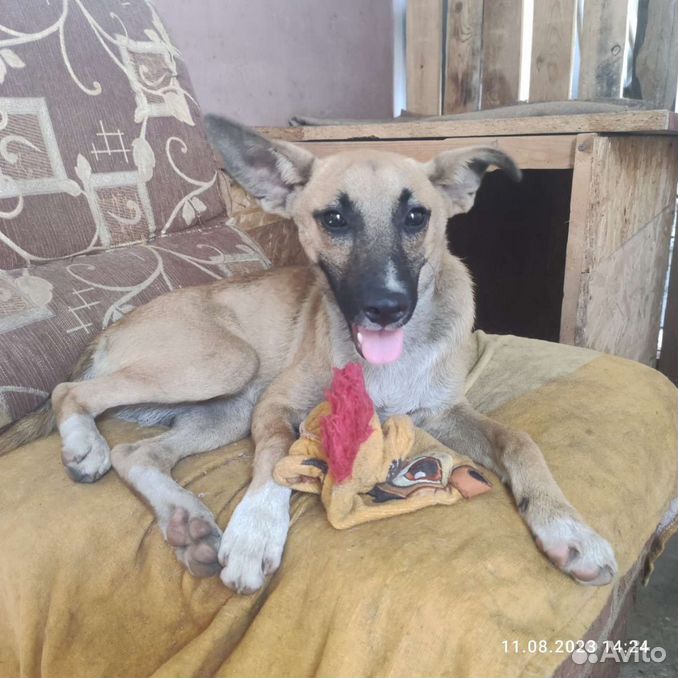 Лизочка ищет дом