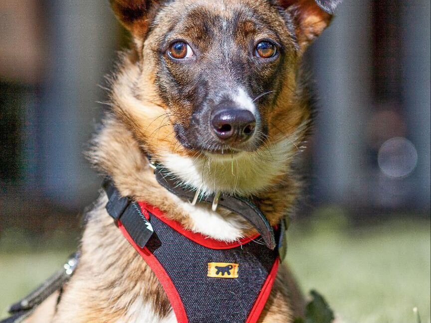 Красивая собака ищет дом