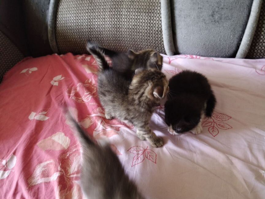 Шотландская вислоухая кошка бесплатно