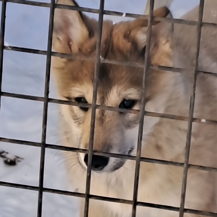 Лайка, щенок