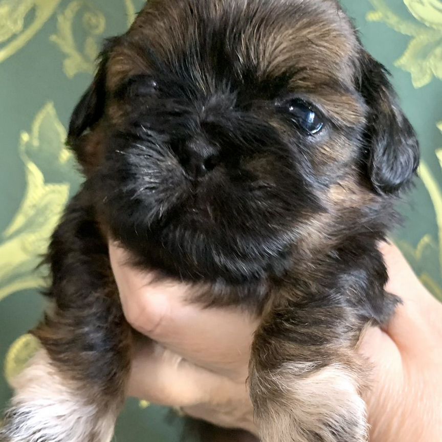 Щенки ши -тцу