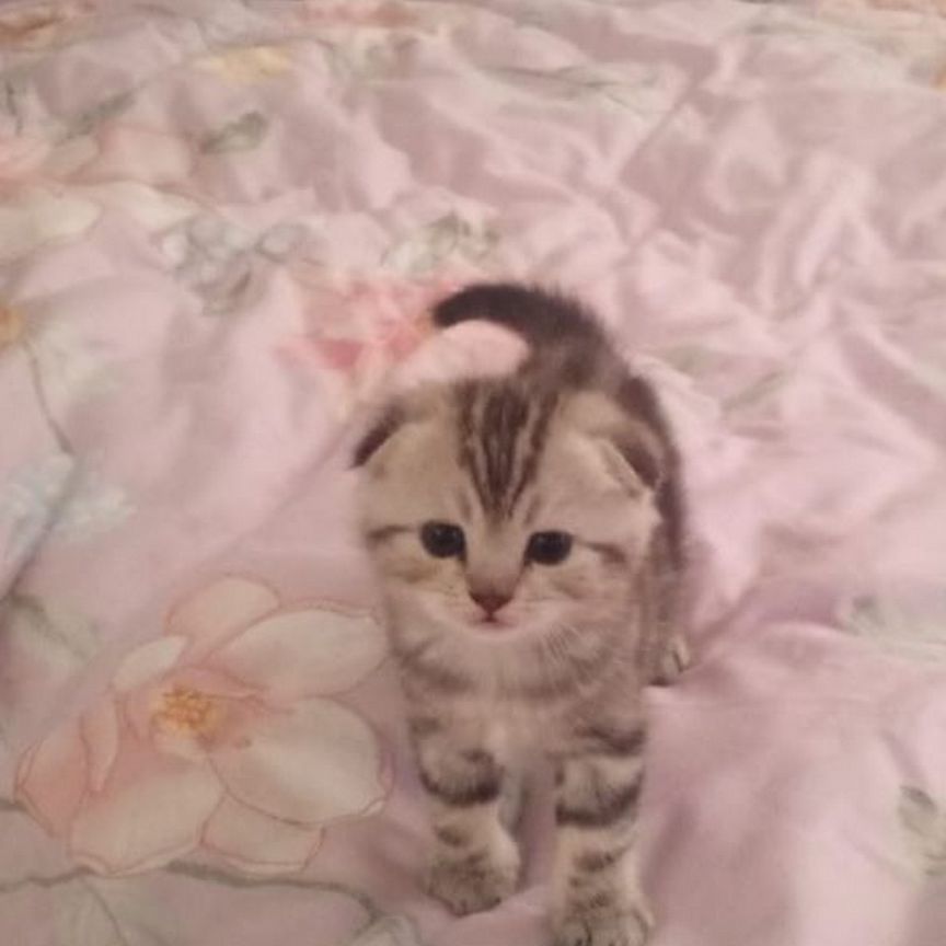 Шотландская кошка