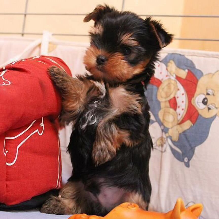 Йоркширский терьер, щенок
