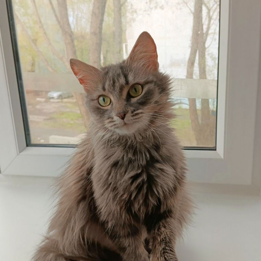 Кошка