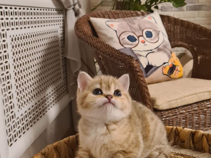 Шотландская золотая шиншила