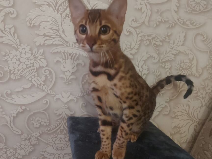 Бенгальская кошка бесплатно