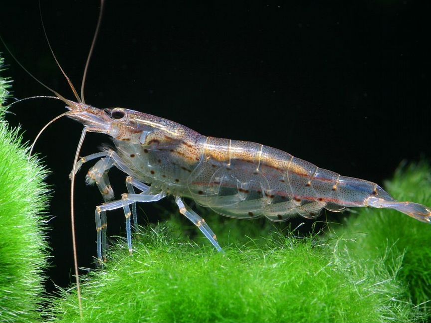 Креветки Амано Caridina multidentata