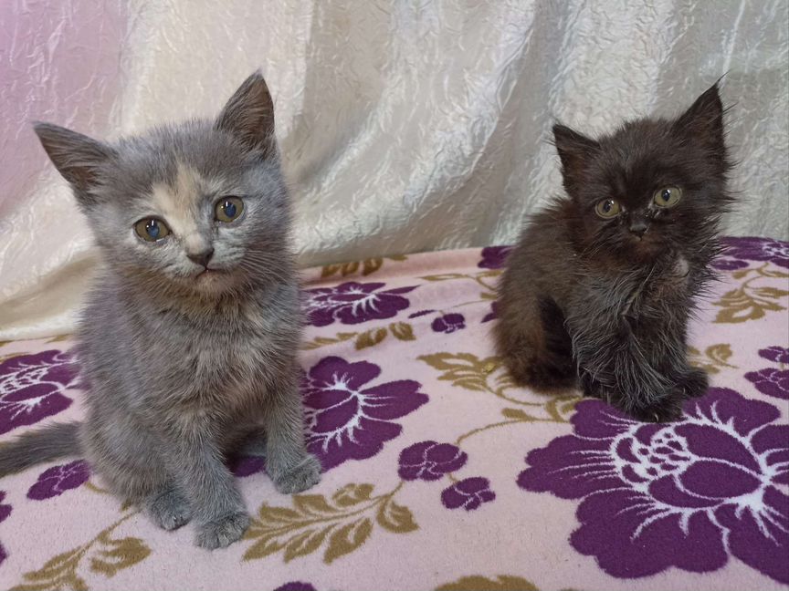 Продам котят