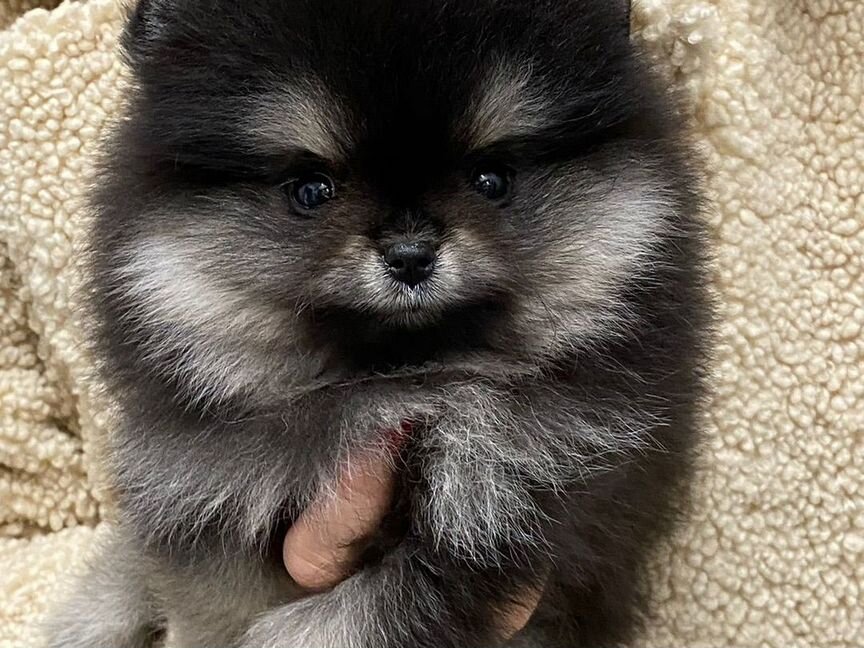 Померанский шпиц мишка