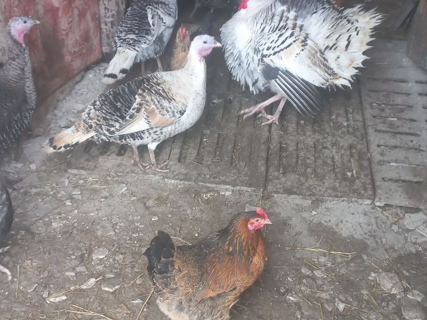 Индюки домашние на племя