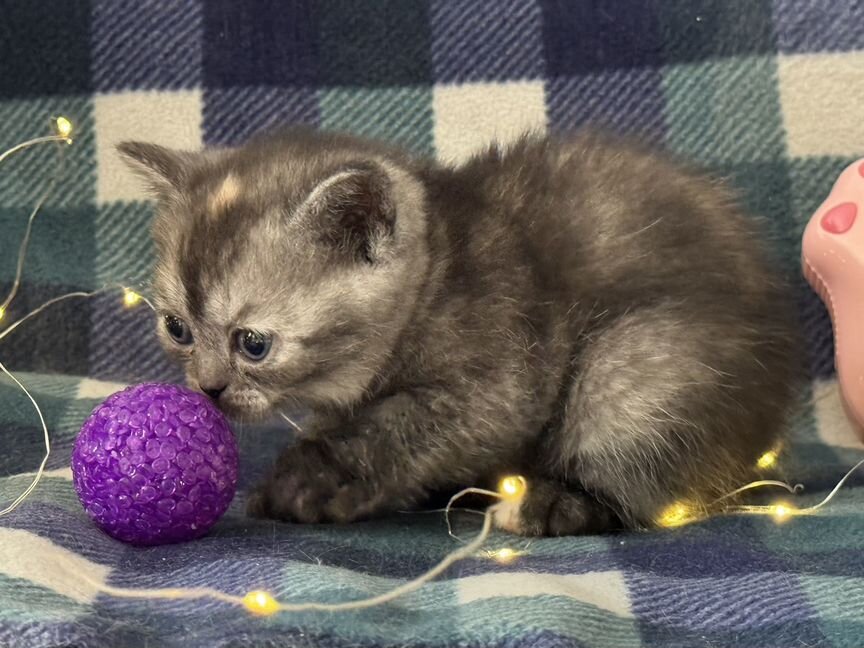 Шотландские котята