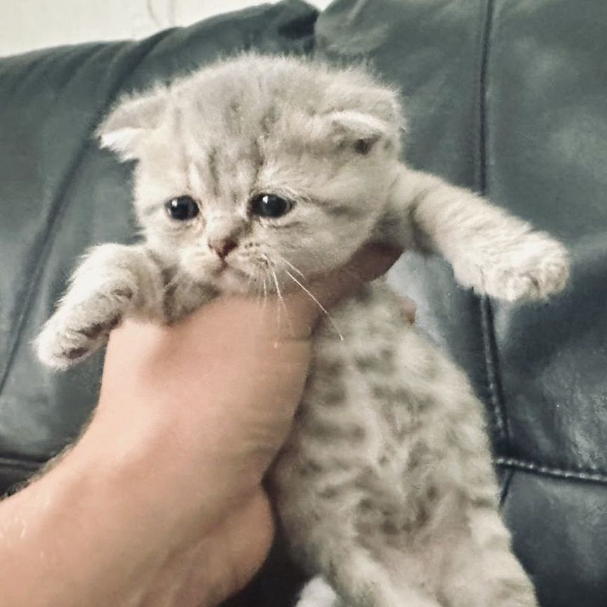 Шотландский вислоухий котенок