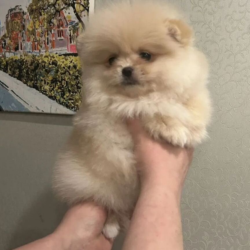 Померанский шпиц, щенок