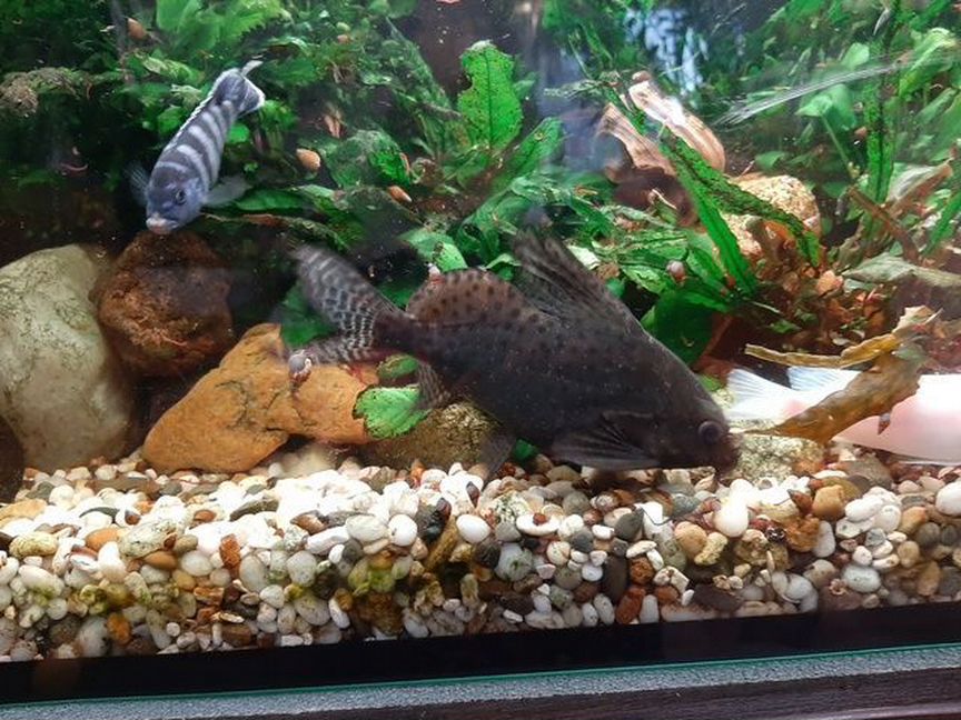 Сомики синадонты