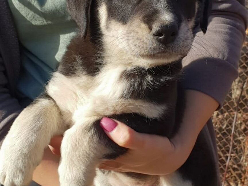 Девочка с последующей стерилизацией