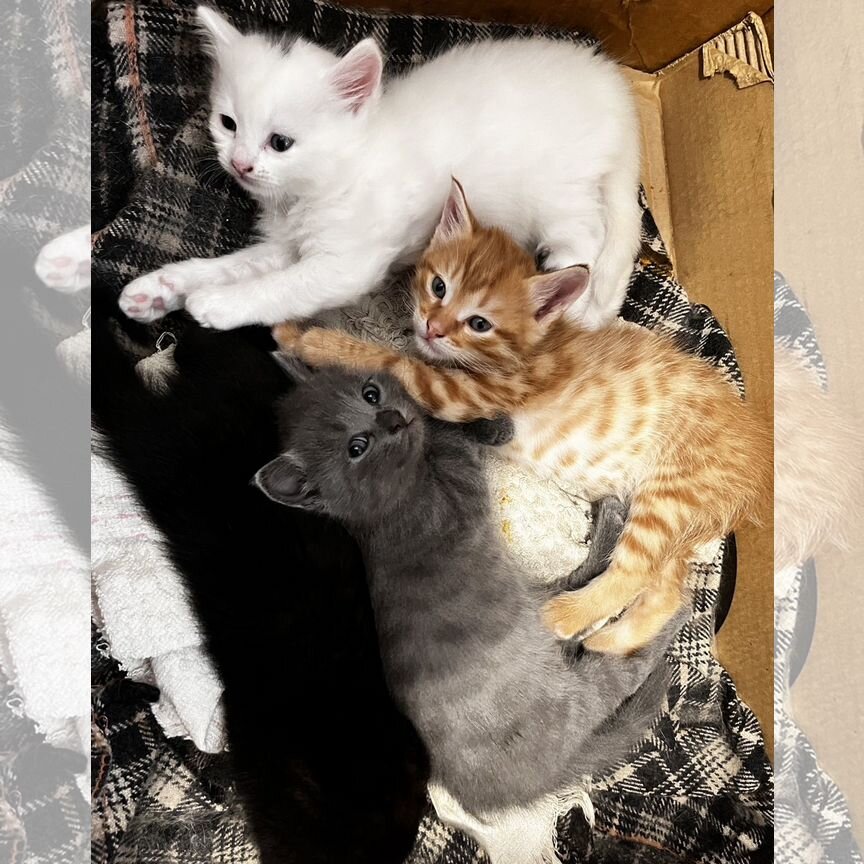 Сибирский котёнок