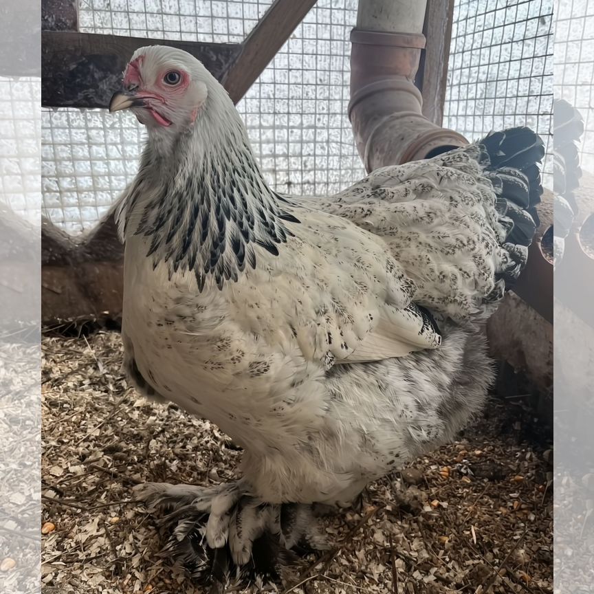 Курица брама, галан, помесь