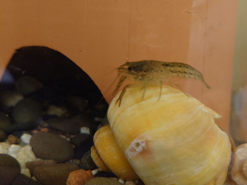 Рак кубинский