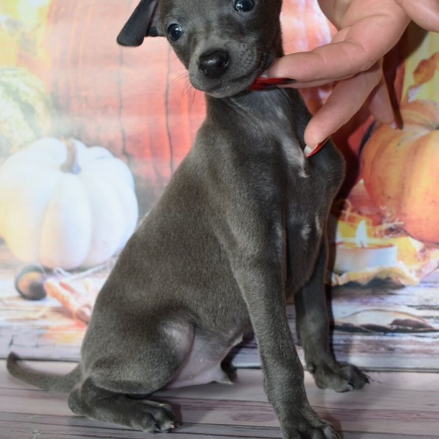 Мальчик левретка