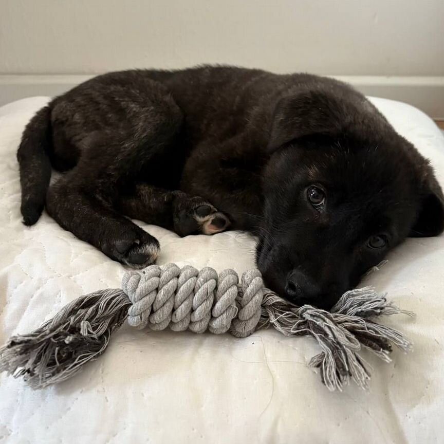 Щенок в добрые руки