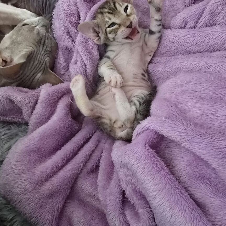 Донской сфинкс котёнок