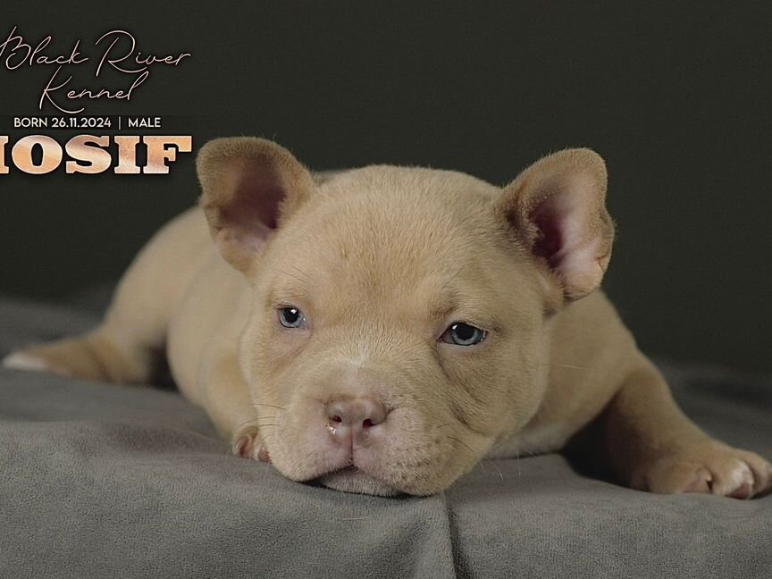 Мальчик микро американский булли