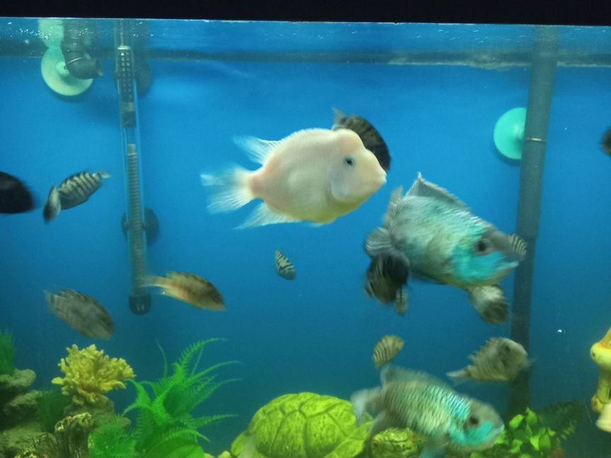 Рыба цихлида чернополосая