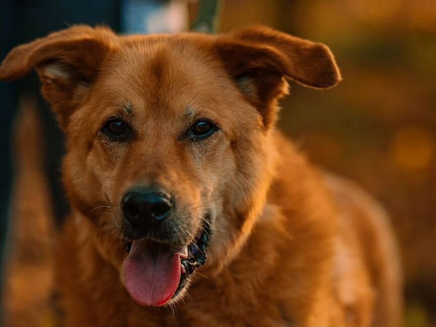 В добрые, добрые руки