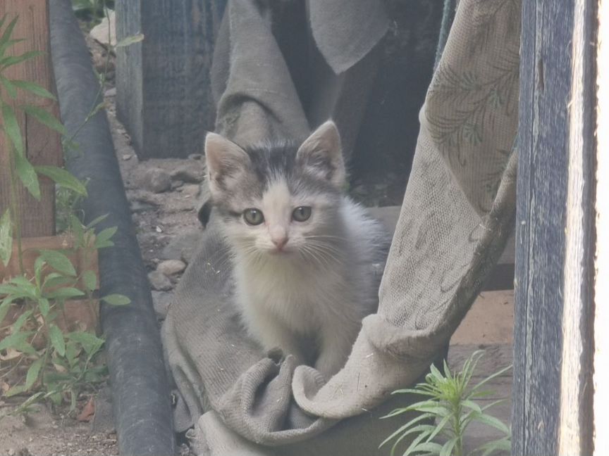 Котята в добрые руки