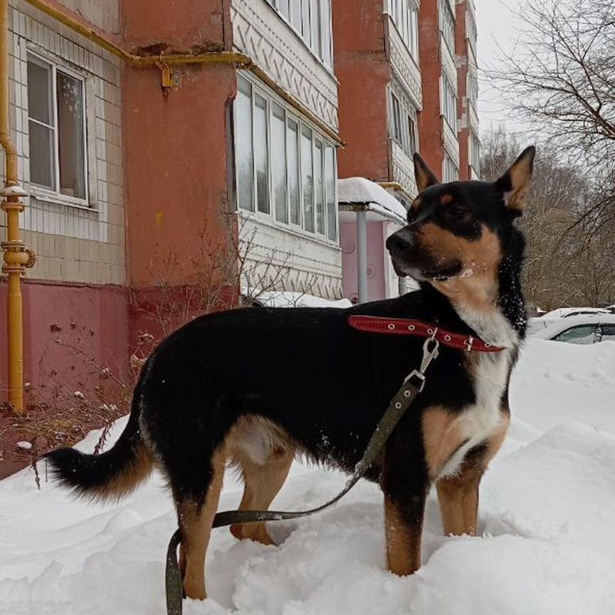 Отдам в добрые руки