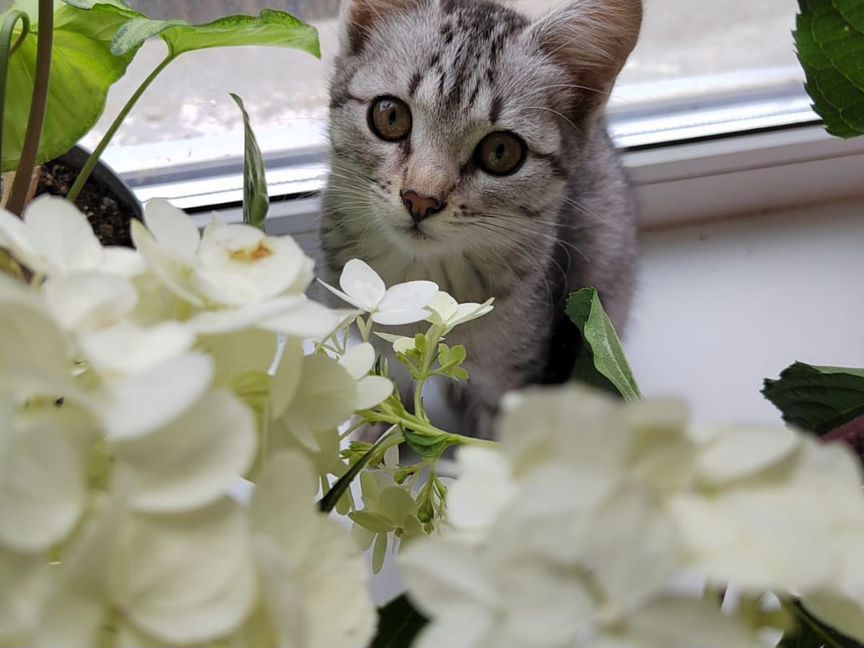 Отдам в добрые руки