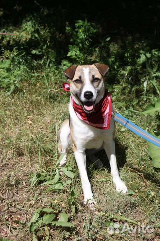 Подарите семью замечательной собаке