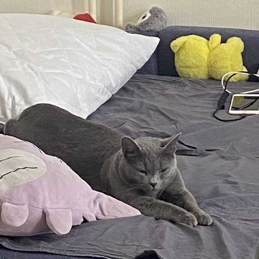 Русский голубой кот