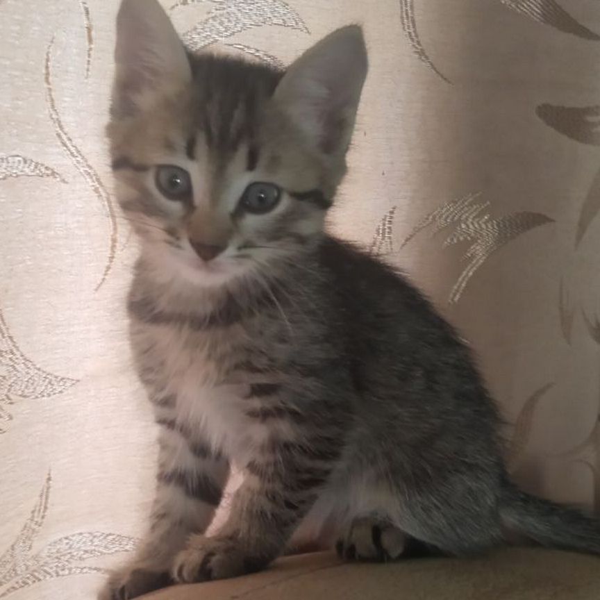 Отдам в добрые руки котят