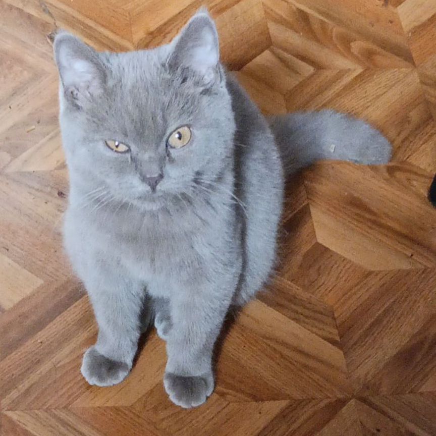 Шотландский вислоухий длинношёрстный котёнок