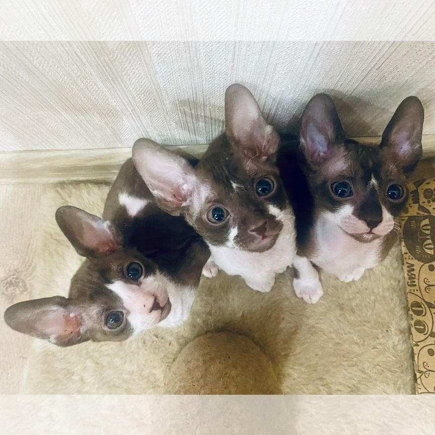 Корниш-рекс котёнок